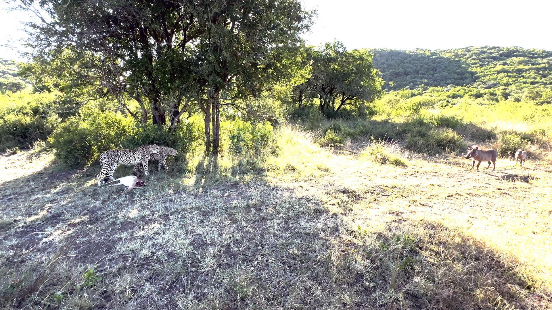Cheetah and warthog interact | Luxury African Safaris,South America ...