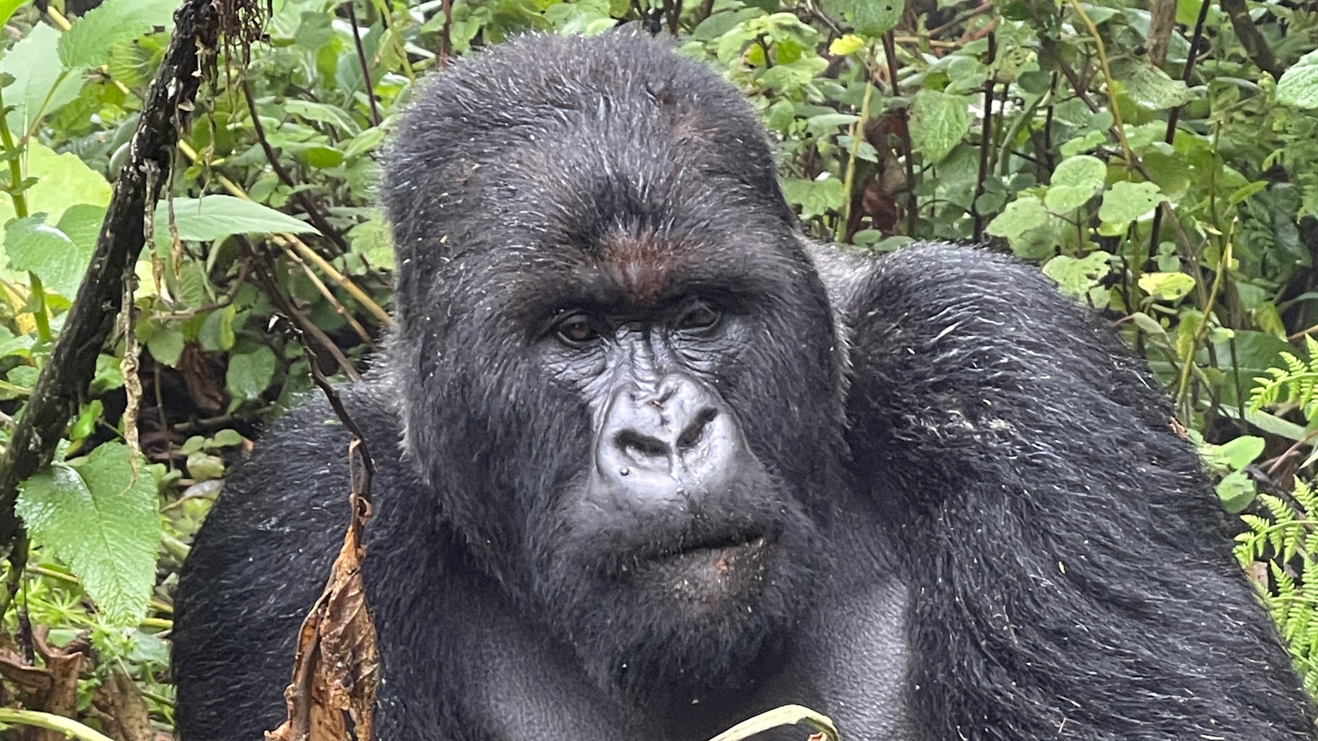 Silverback moves around in rain and takes a nap | Luxury African ...