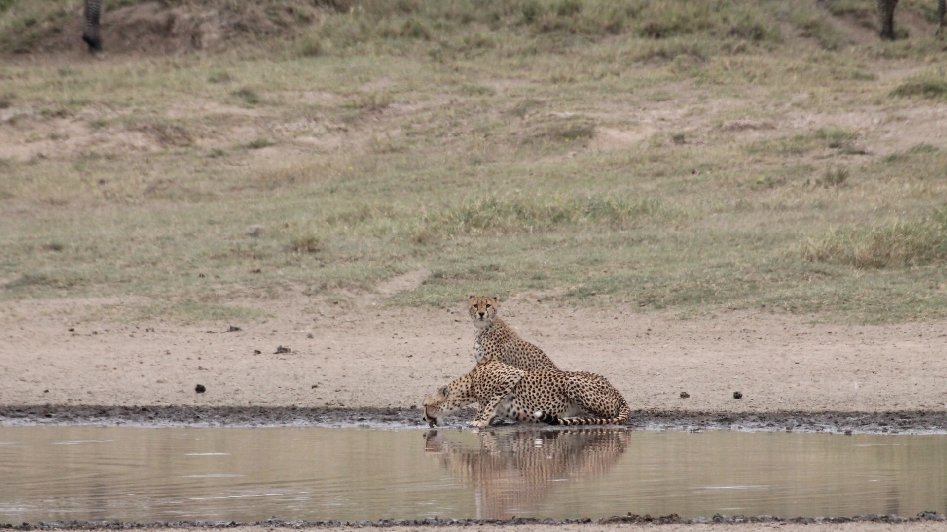 Cheetah Chasing Wildebeest