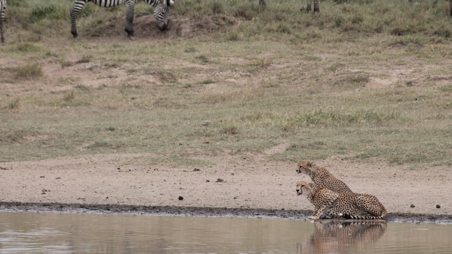 Zebra Chase Leopard Leopard Causes Baby Zebra To Slip On Road