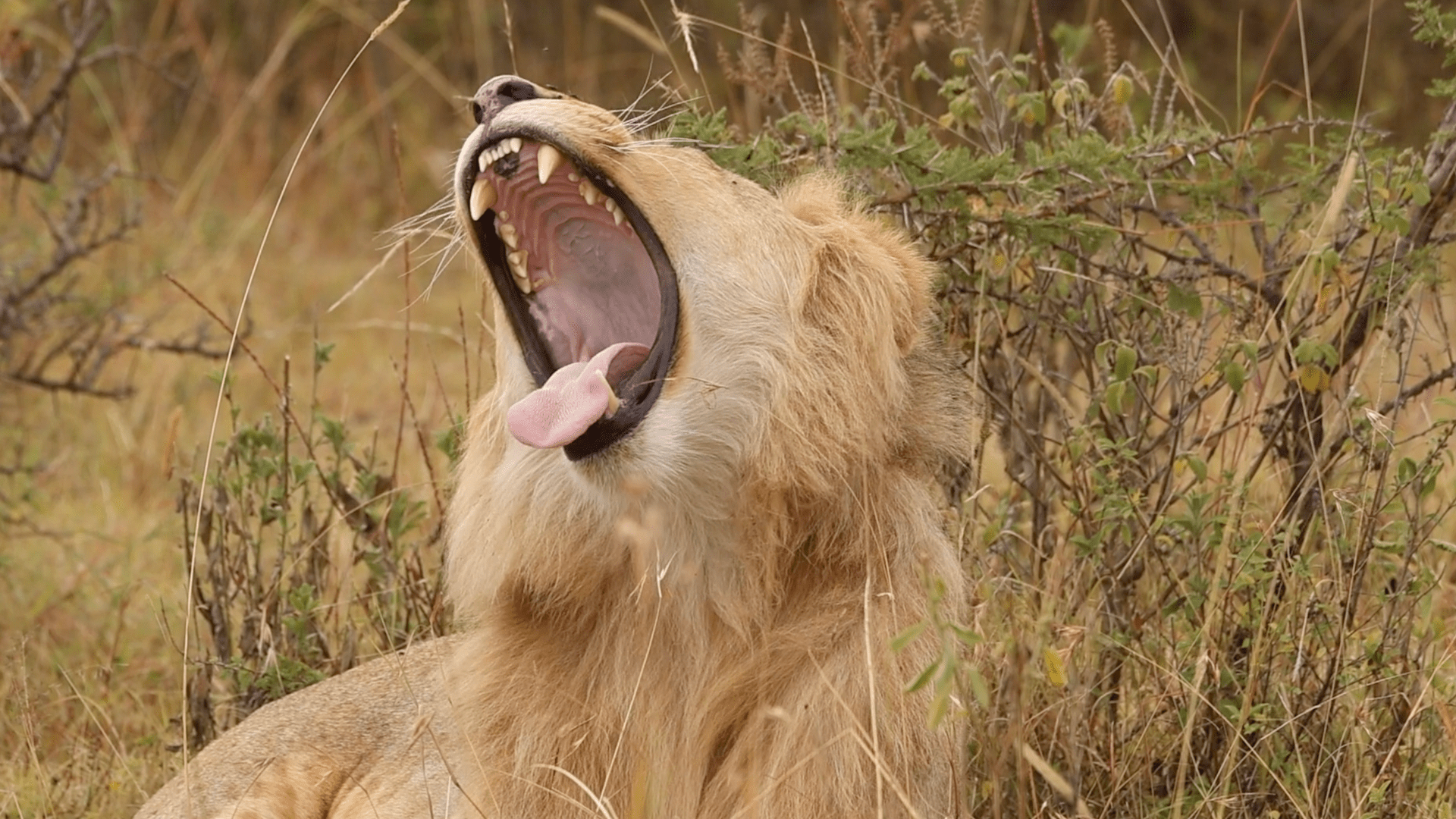 Blonde male lion yawns lazily | Luxury African Safaris,South America ...