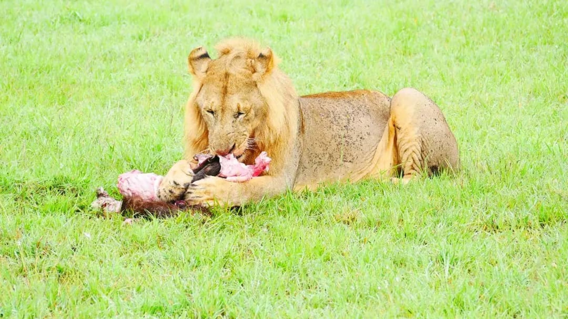 WILDwatch-sighting-lion-on-buffalo-kill | Luxury African Safaris,South ...