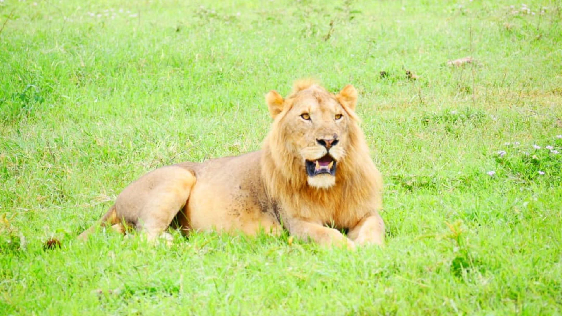 WILDwatch-sighting-lion-on-buffalo-kill | Luxury African Safaris,South ...