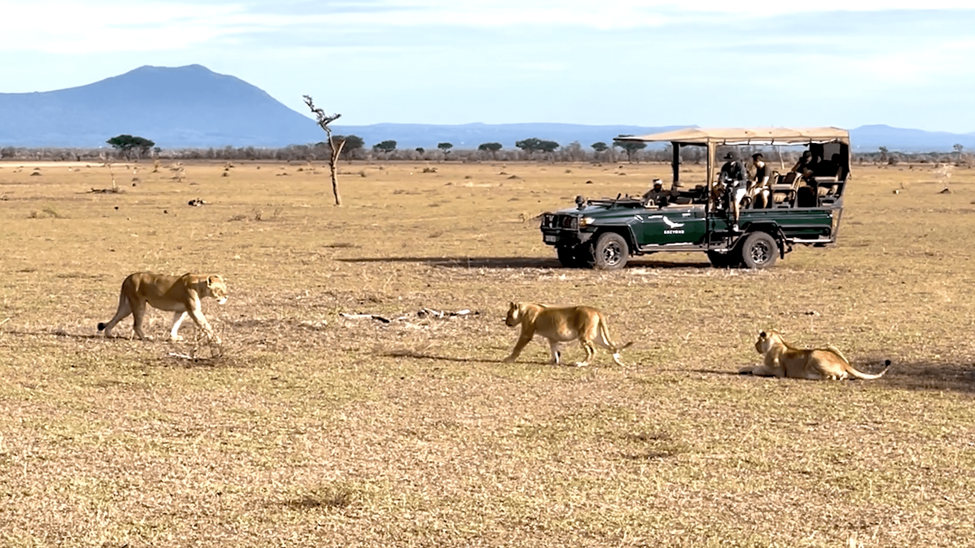 WILDwatch-sighting-lion-chases-buff-returns-to-cub | Luxury African ...