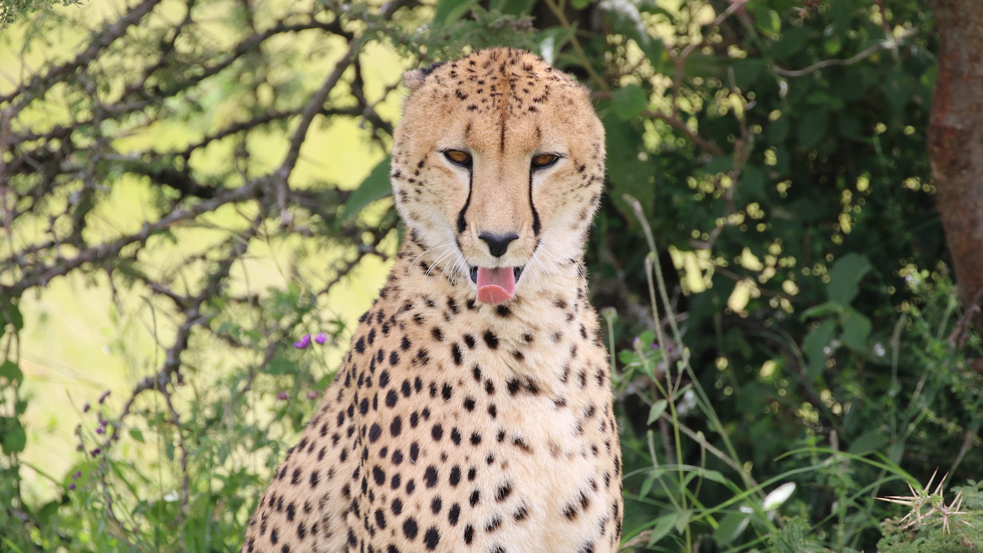 cheetah funny faces | Luxury African Safaris,South America & South Asia ...