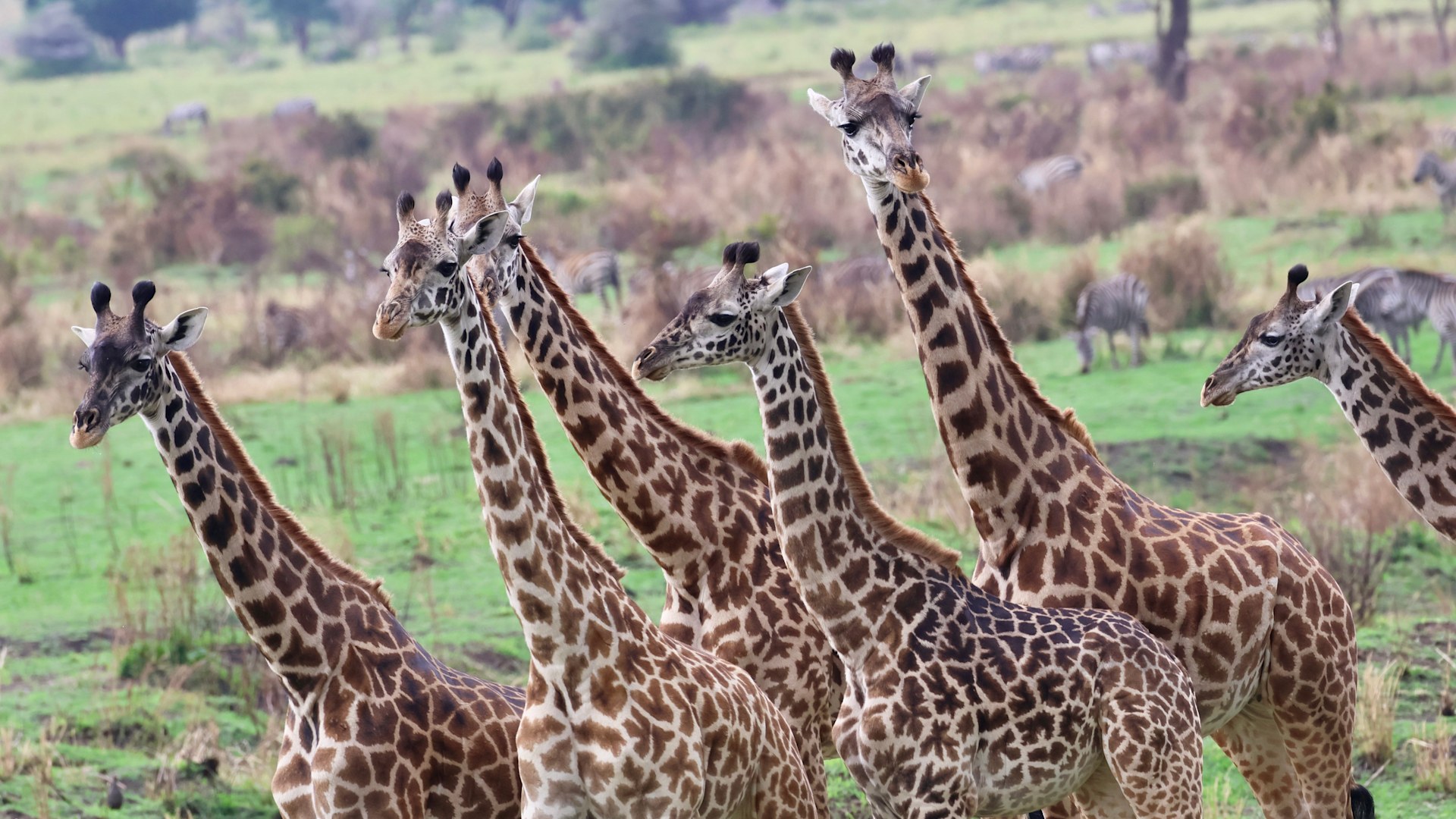 A magnificent tower of giraffe | Luxury African Safaris,South America ...