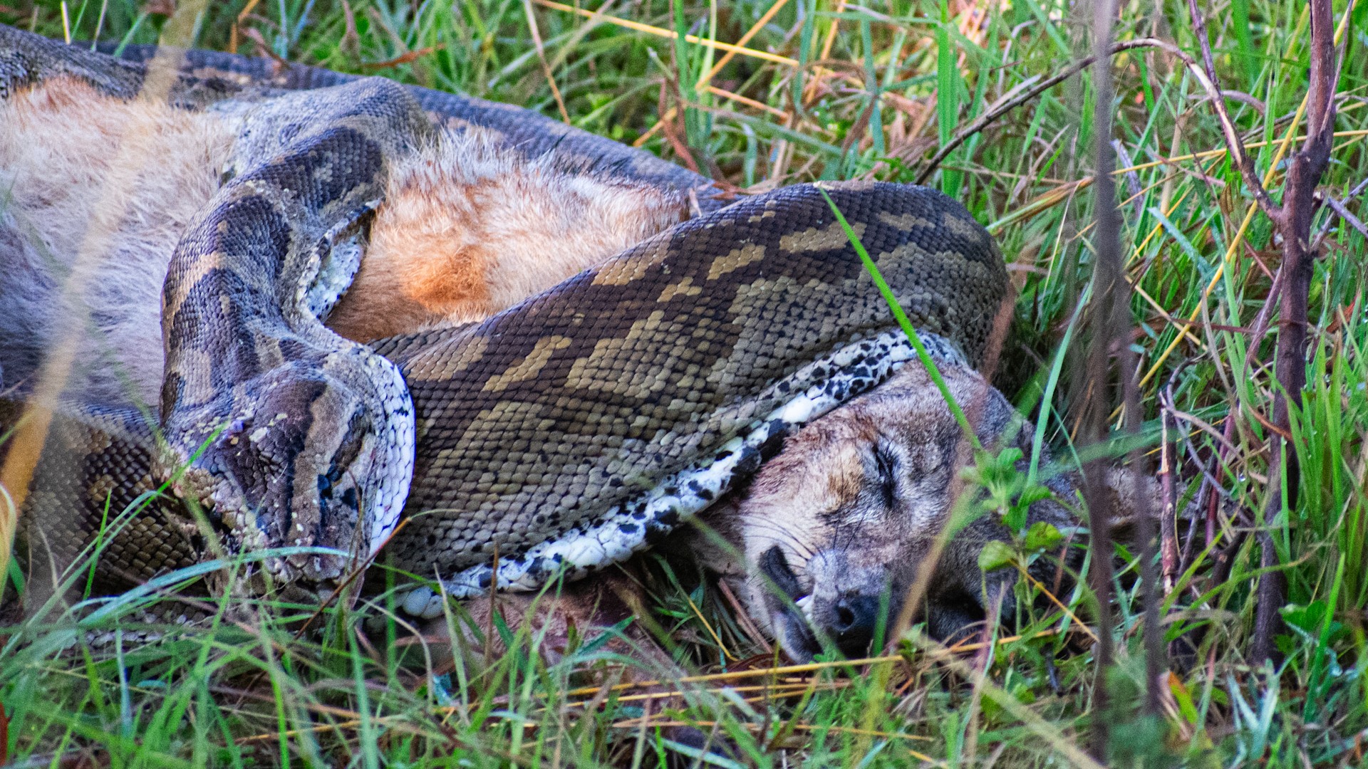 A python was spotted swallowing a jackal | &Beyond WILDwatch