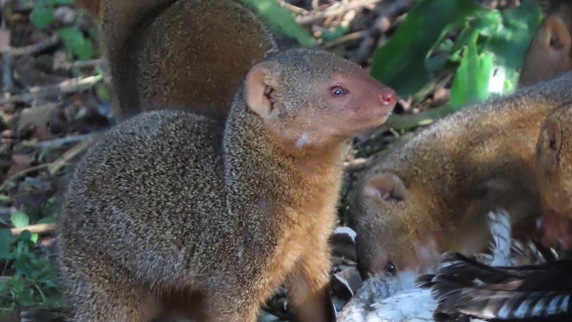 Mongoose Hd Wallpapers Gray Mongoose Lies On A Stone Desktop