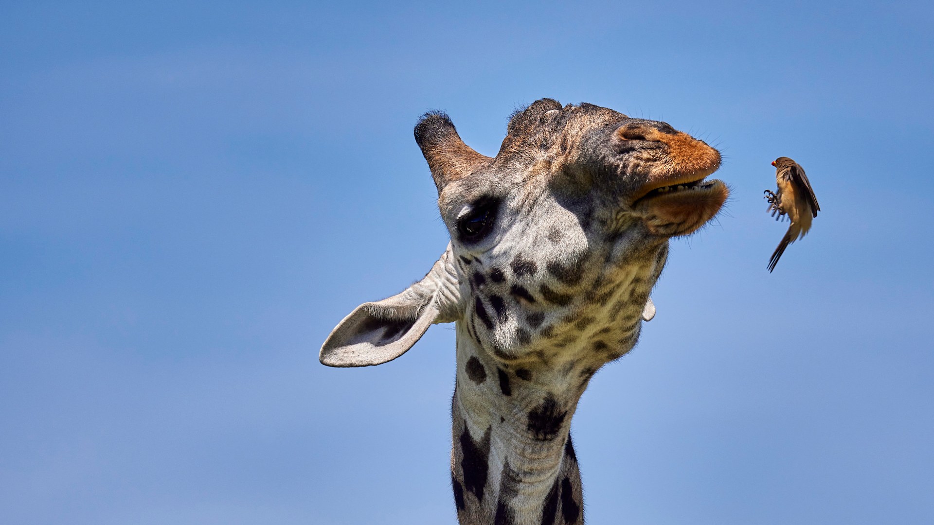 Giraffe shakes off oxpecker | Luxury African Safaris,South America ...