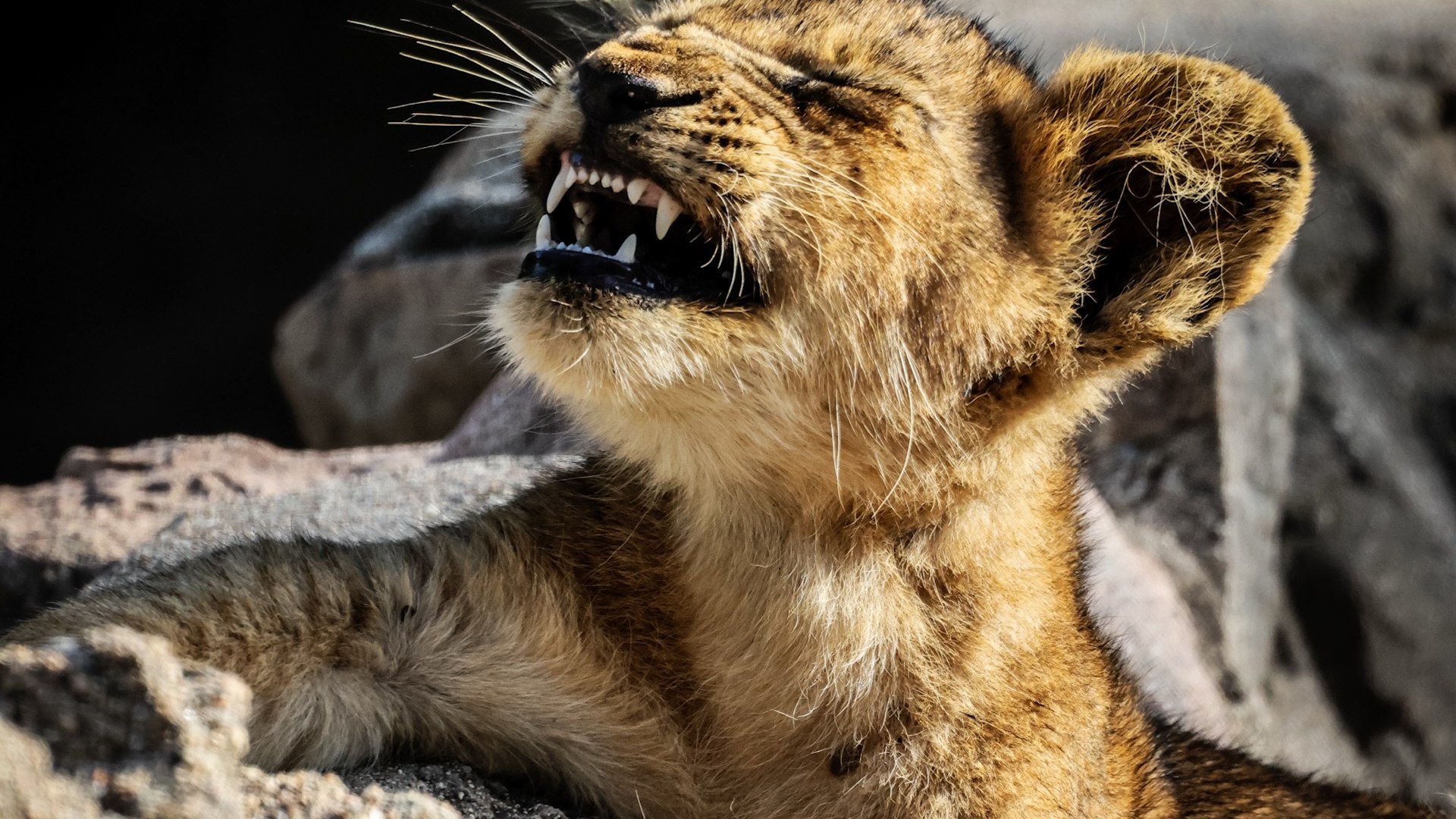 A lion cub yawns lazily | &Beyond WILDwatch