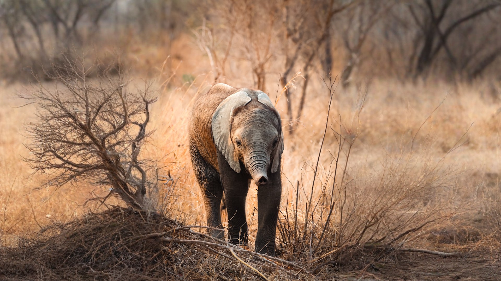 Elephant Calf With Trunk