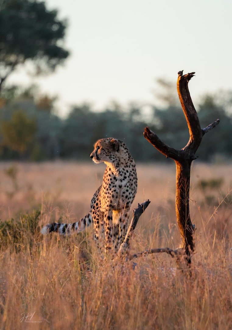 Cheetah In Sunset Exclusive