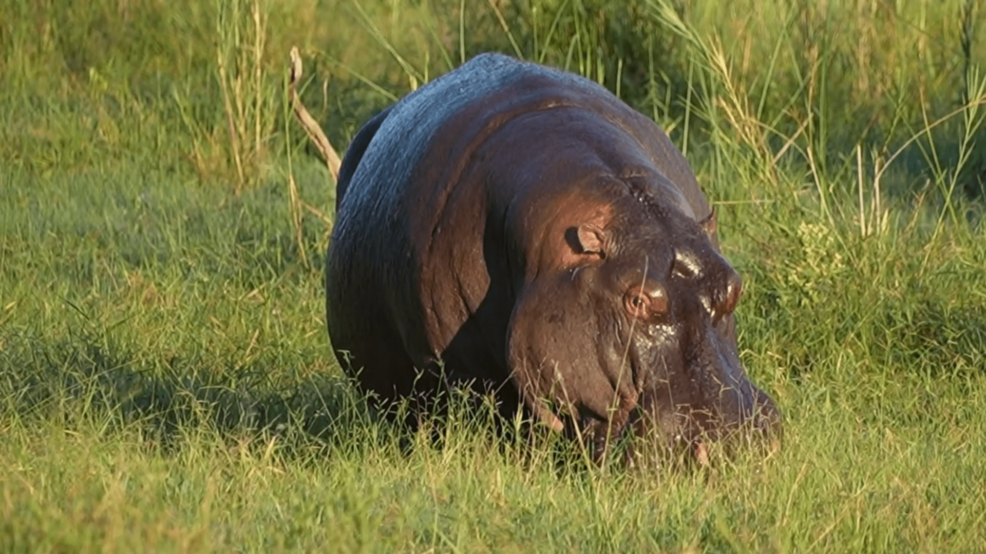 Hippo chilling and grazing outside water | Luxury African Safaris,South ...