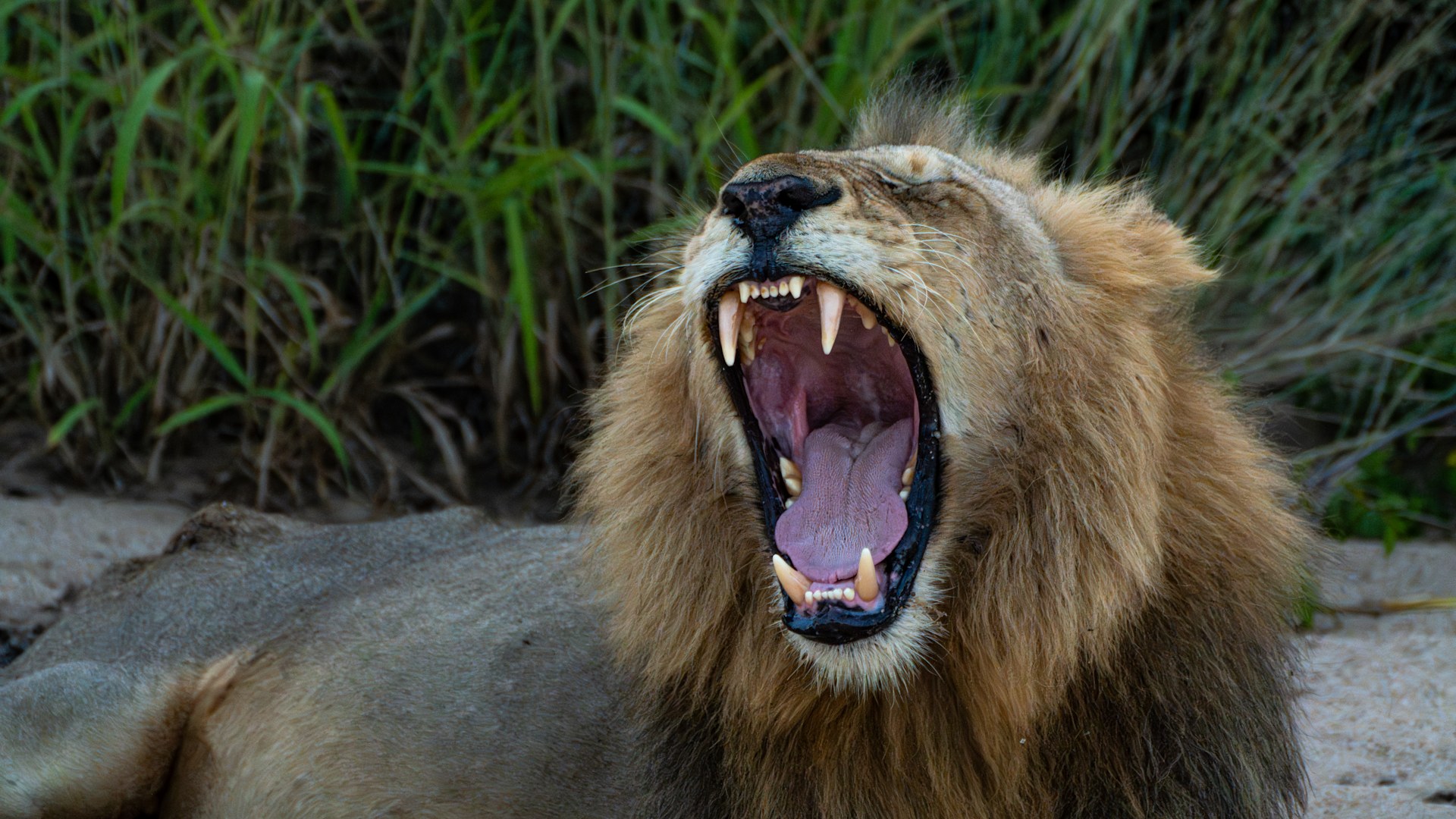 A lion in different expressions | &Beyond WILDwatch