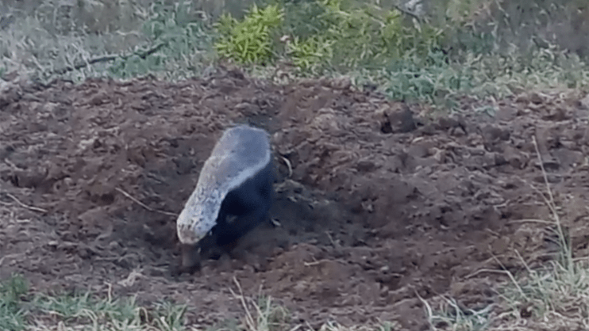 WILDwatch-sighting-honey badger-digs for grubs | Luxury African Safaris ...