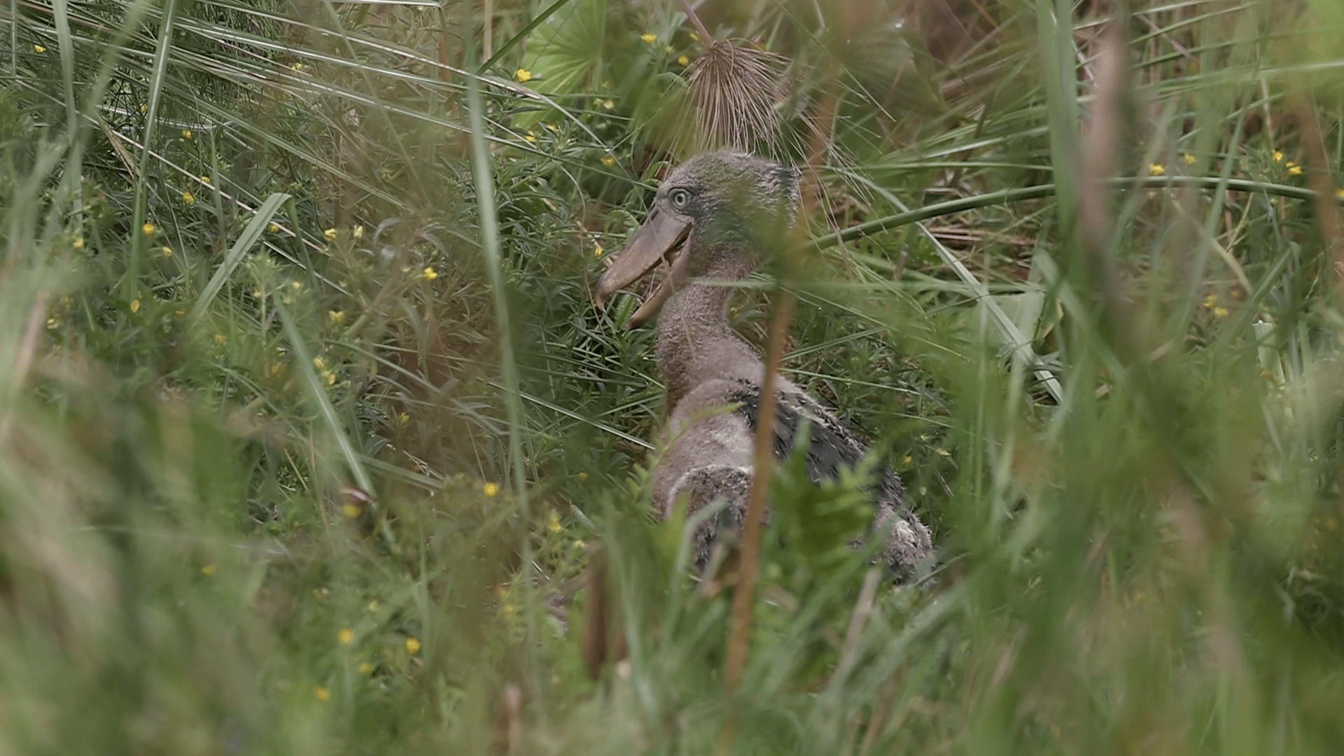 WILDwatch-sighting-shoebill in swamp | Luxury African Safaris,South ...