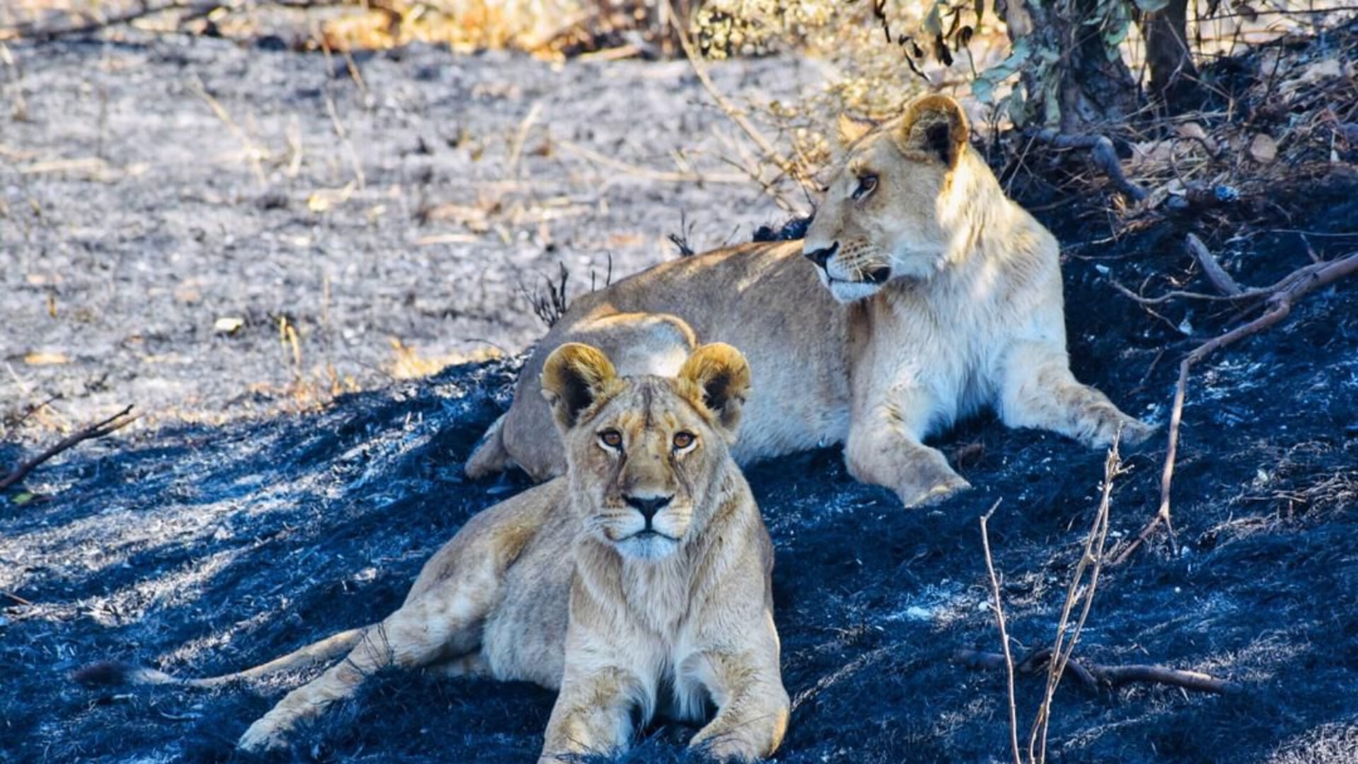 WILDwatch-sighting-lion-in burnt area | Luxury African Safaris,South ...