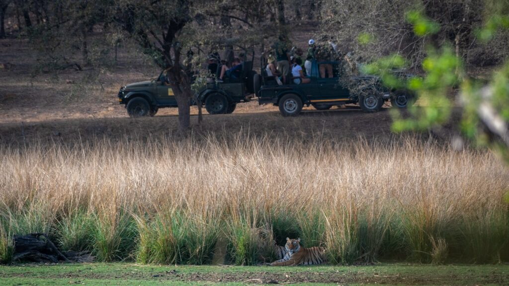 Tiger portraits | Luxury African Safaris,South America & South Asia ...
