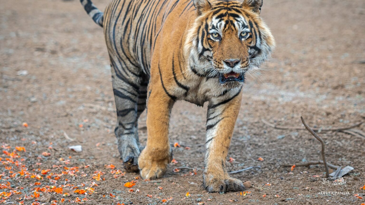 Tiger portraits | Luxury African Safaris,South America & South Asia ...