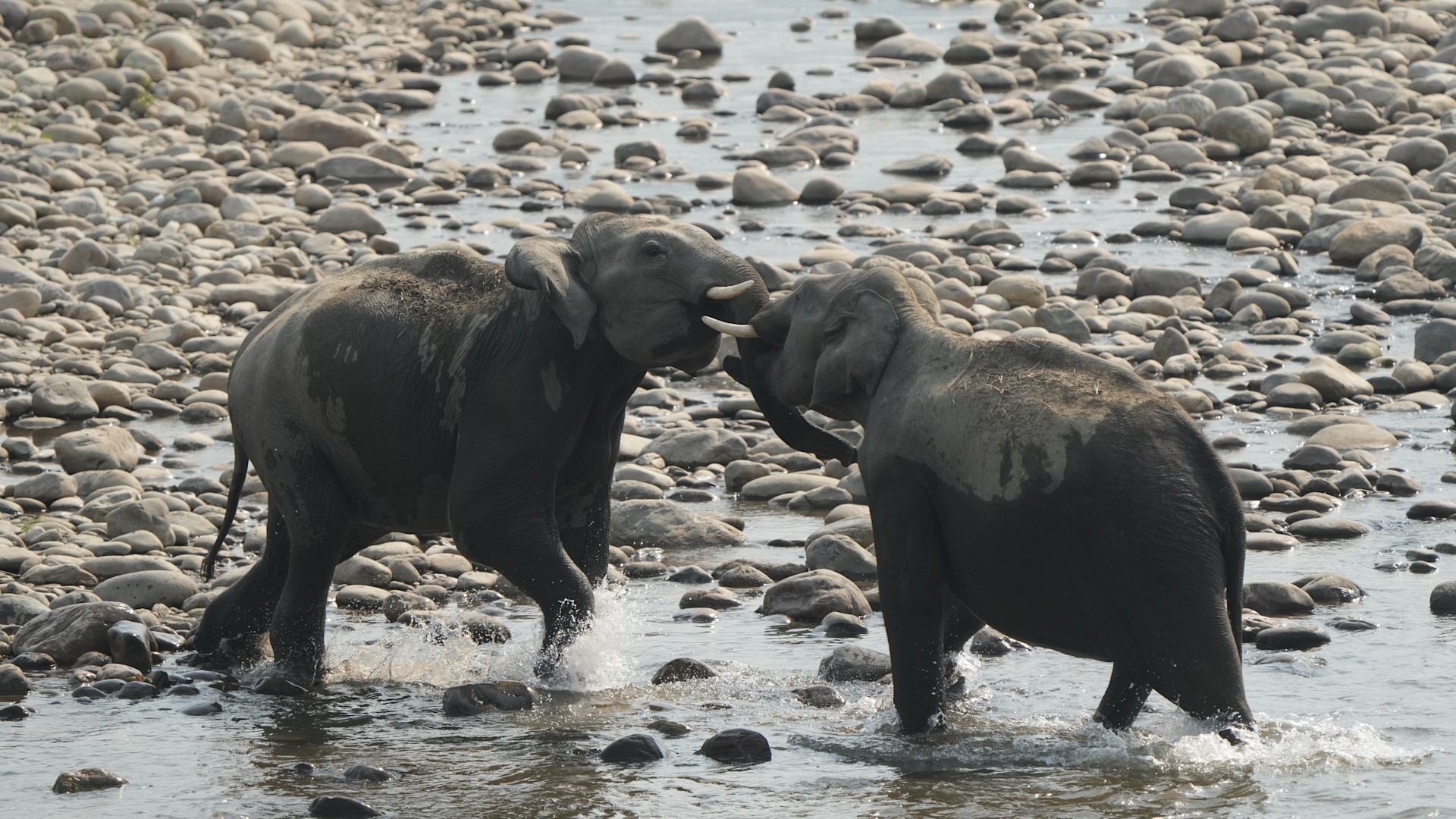 Elephants enjoying their watery playground | Luxury African Safaris ...