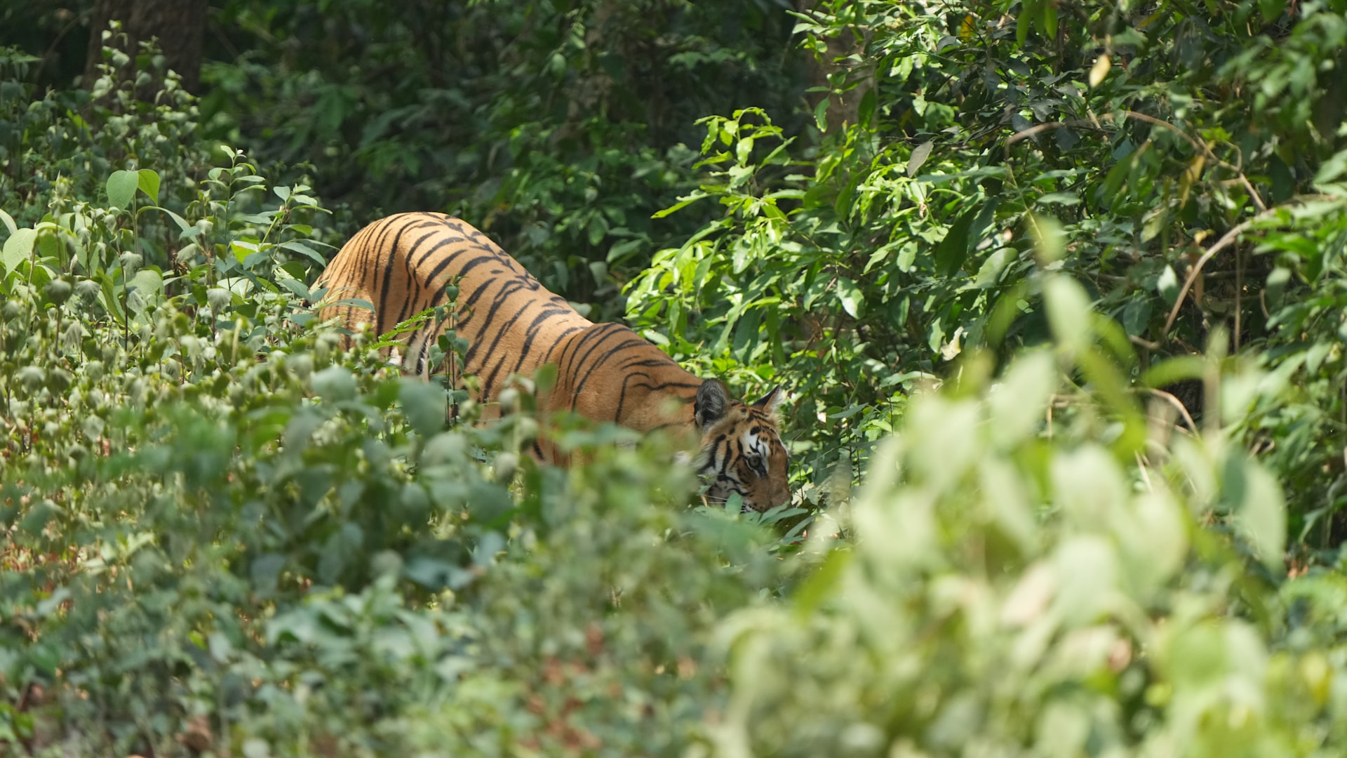 A tiger roaming freely in the heart of India | Luxury African Safaris ...