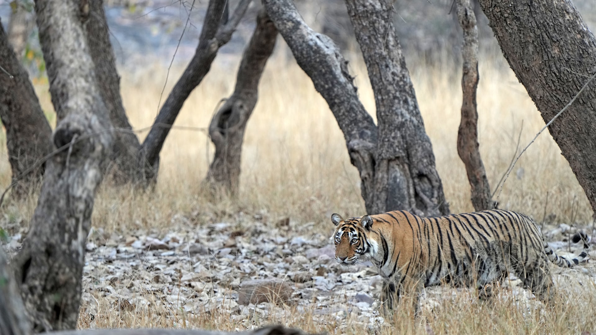 Just a tiger taking it easy in the wild | Luxury African Safaris,South ...