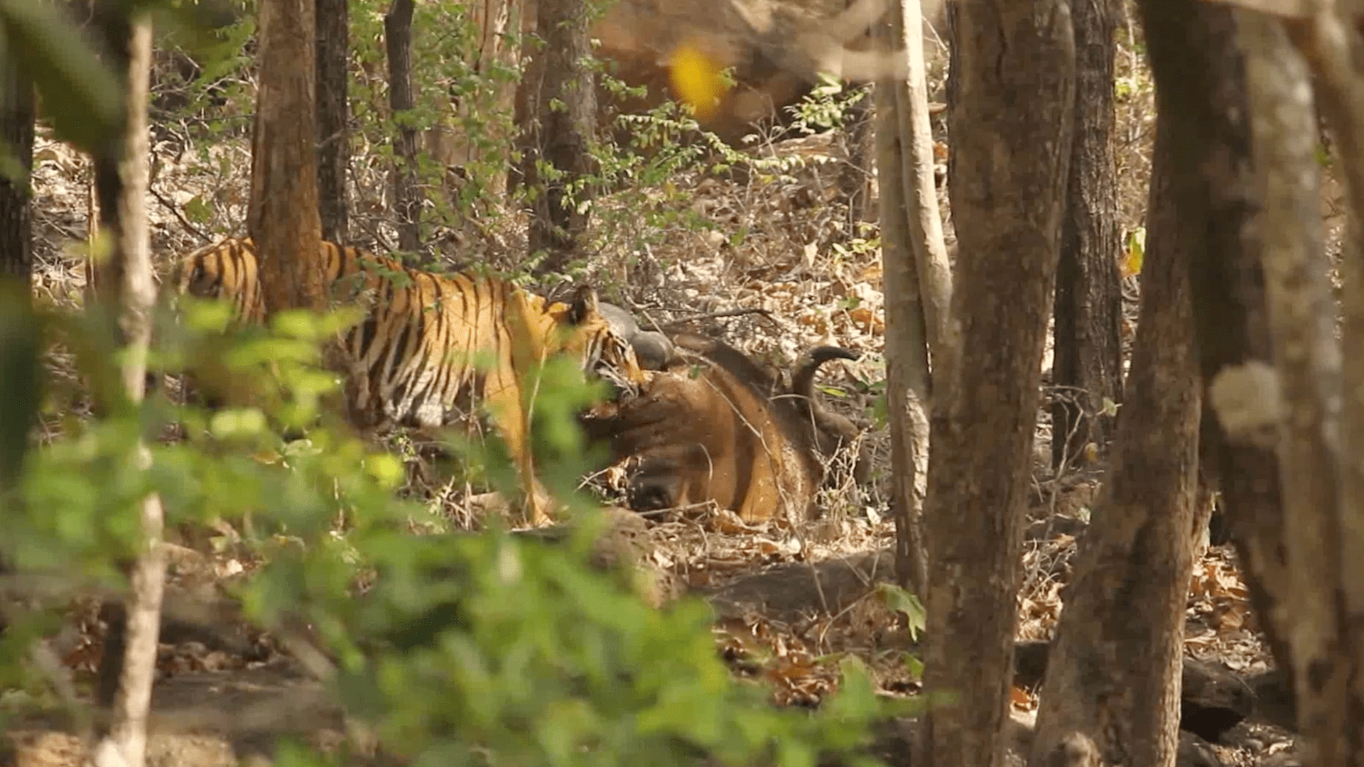 WILDwatch-sighting-tiger-feeding | Luxury African Safaris,South America ...