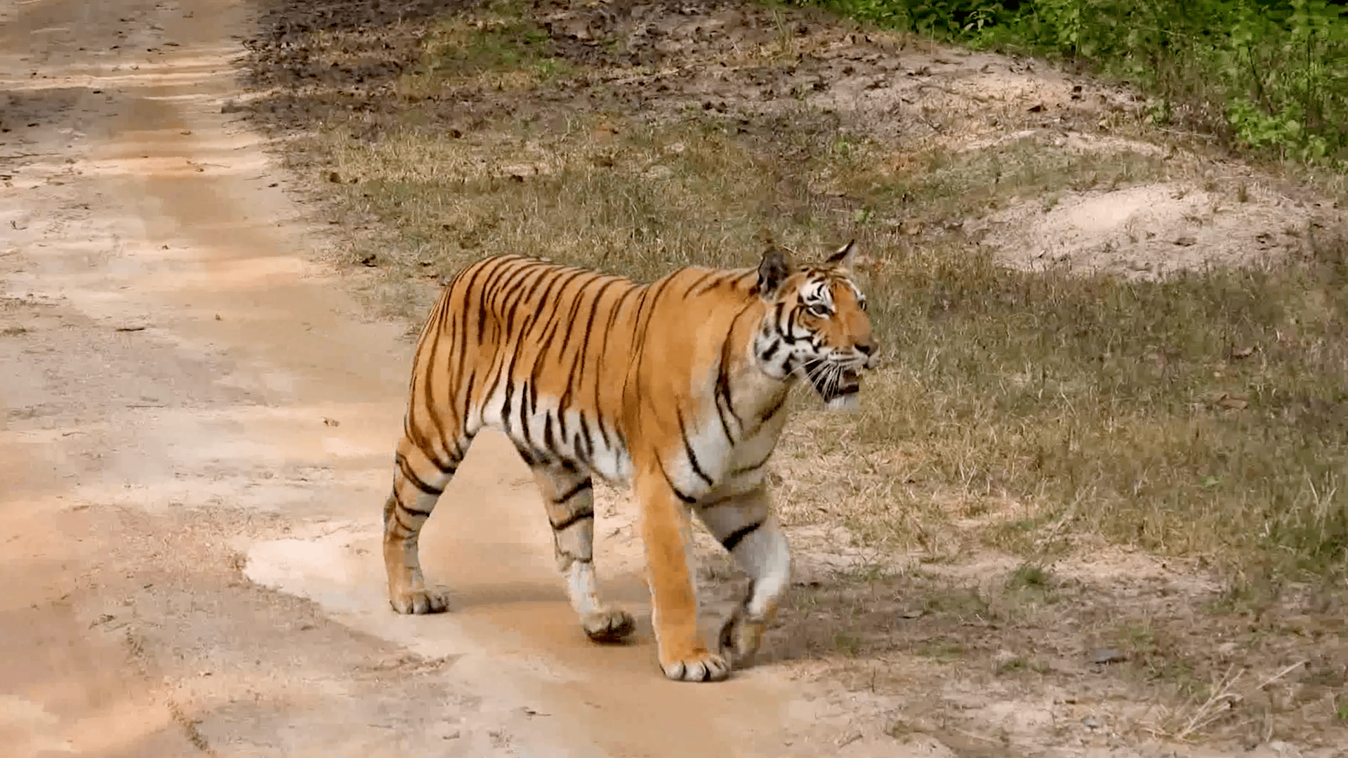WILDwatch-sighting-tiger-strolls across road | Luxury African Safaris ...