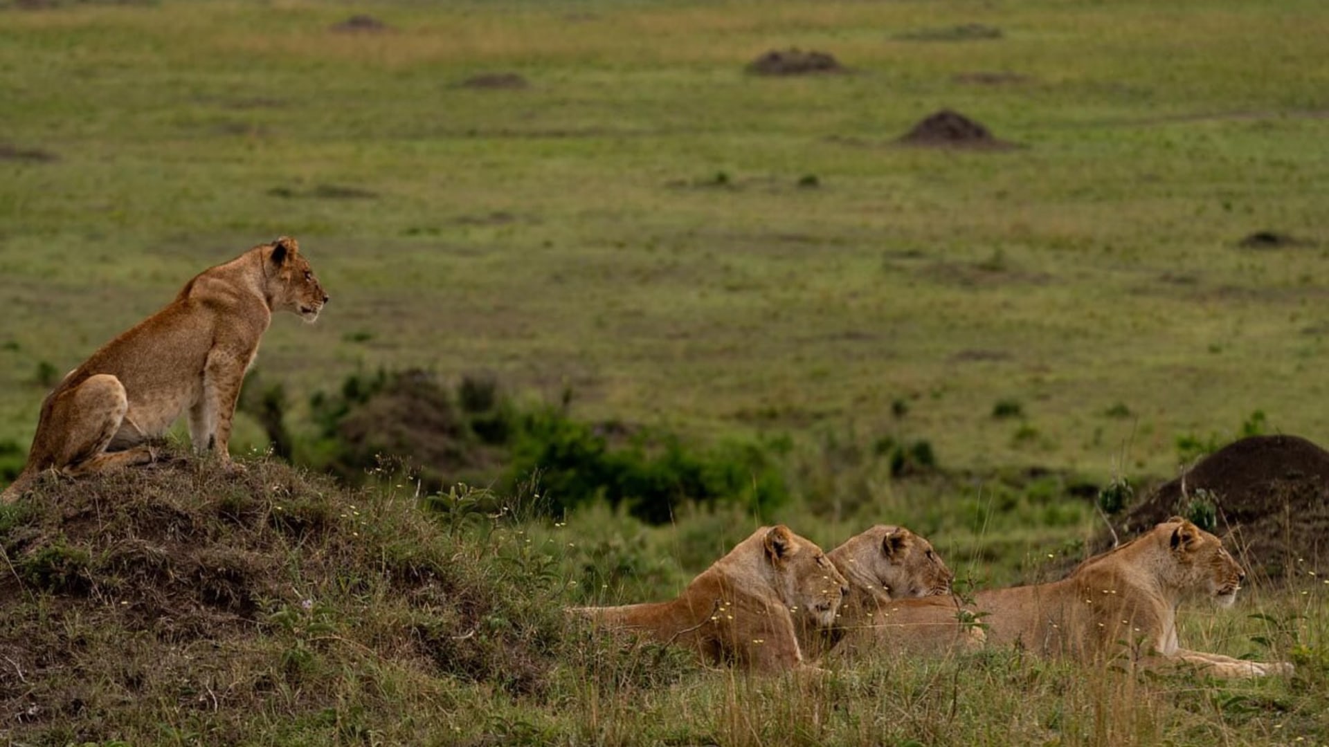 Lioness pride on the move | Luxury African Safaris,South America ...