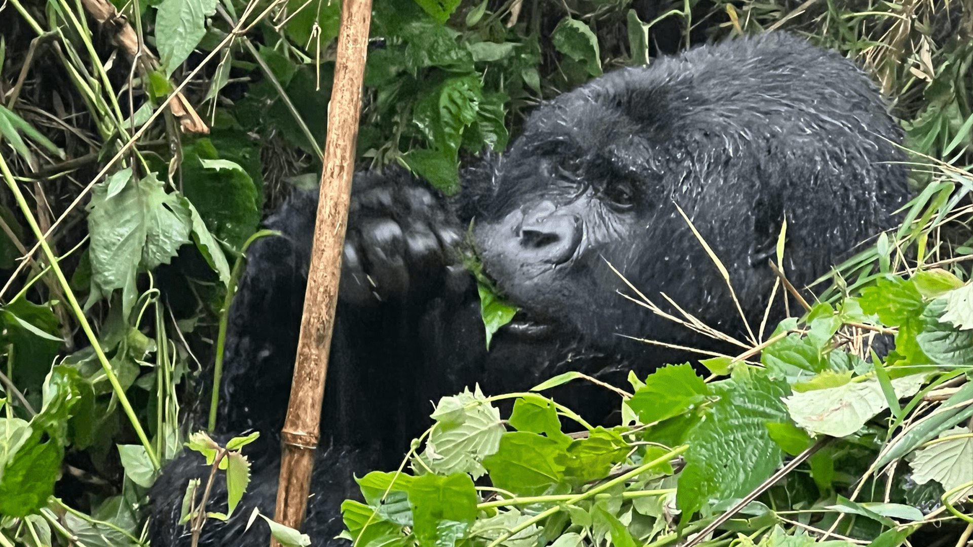 Silverback Mountain Gorilla Chest