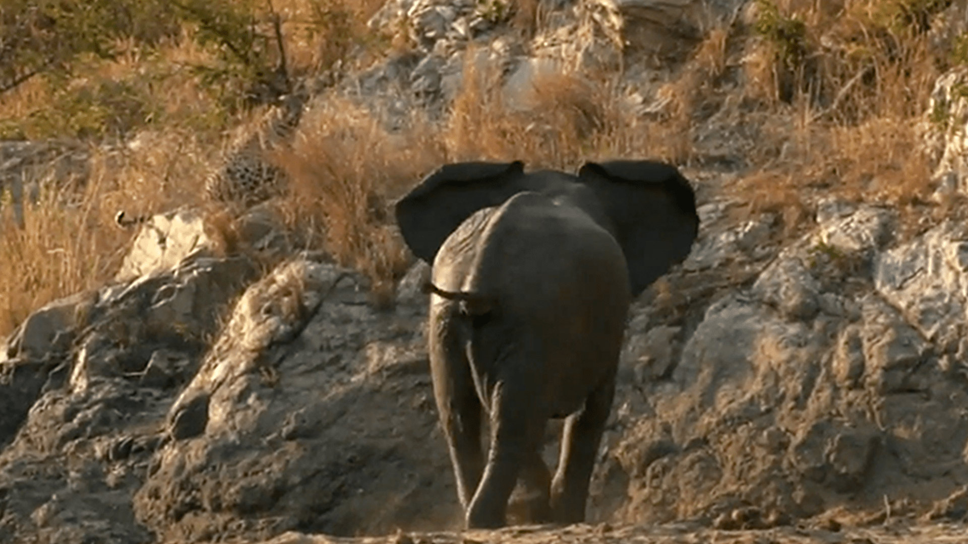 WILDwatch - video - leopard page - leopard and elephant interact ...
