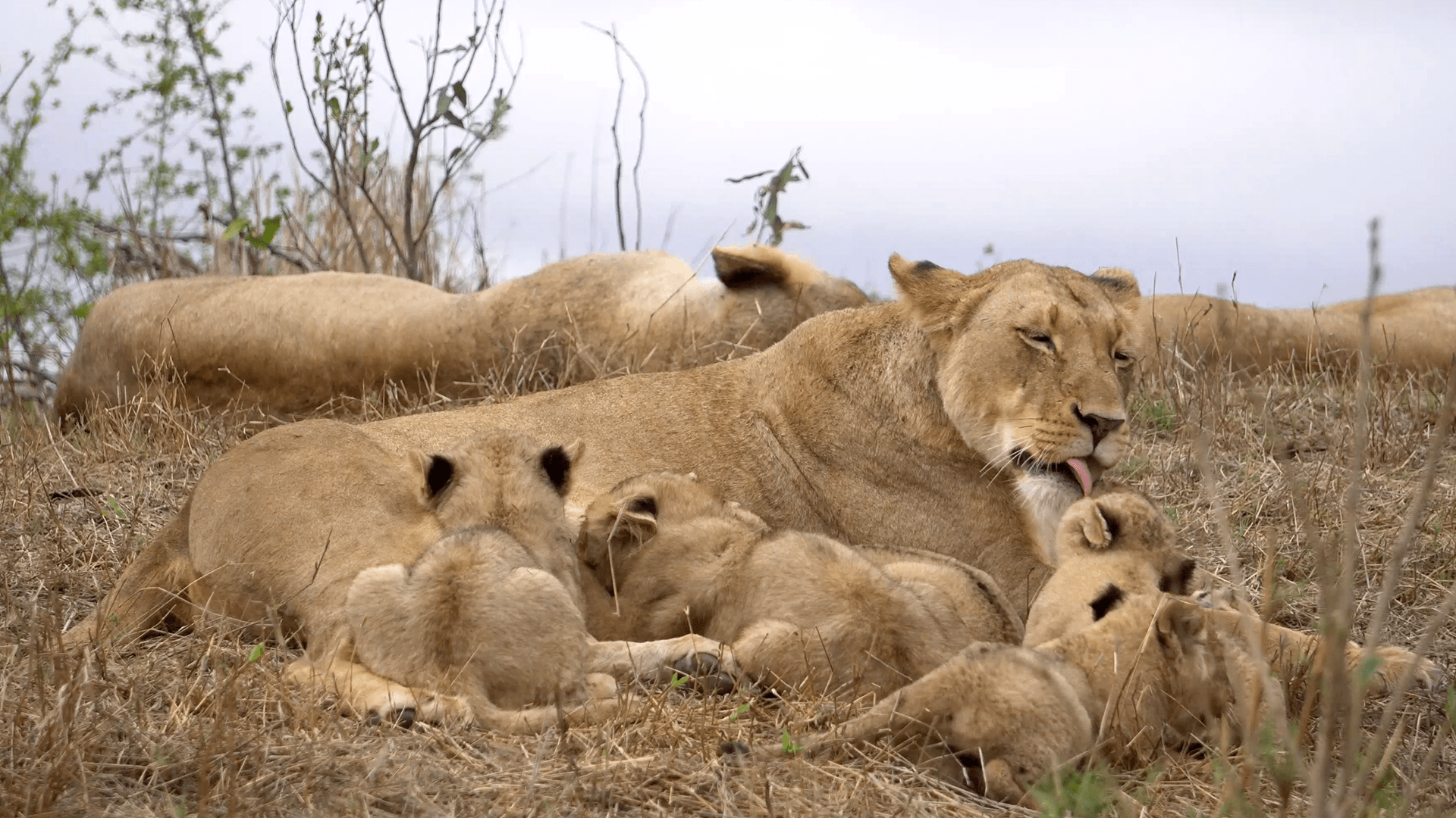 WILDwatch - video - lion page - lion cubs nursing | Luxury African ...