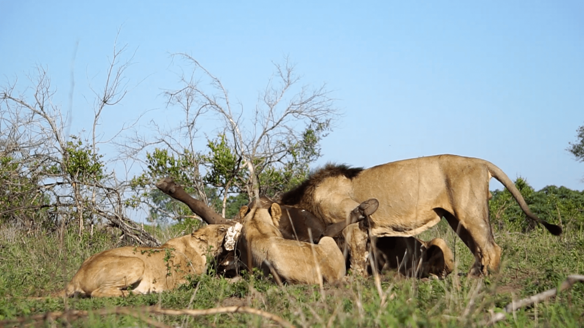 WILDwatch - video - lion page - Pride feeds on buffalo | Luxury African ...
