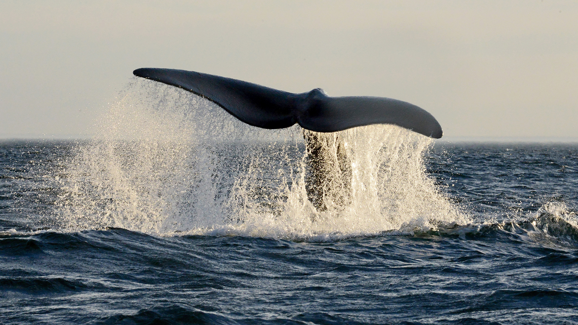 Why visit Atlantic Patagonia? | FAQ | Chile | andBeyond