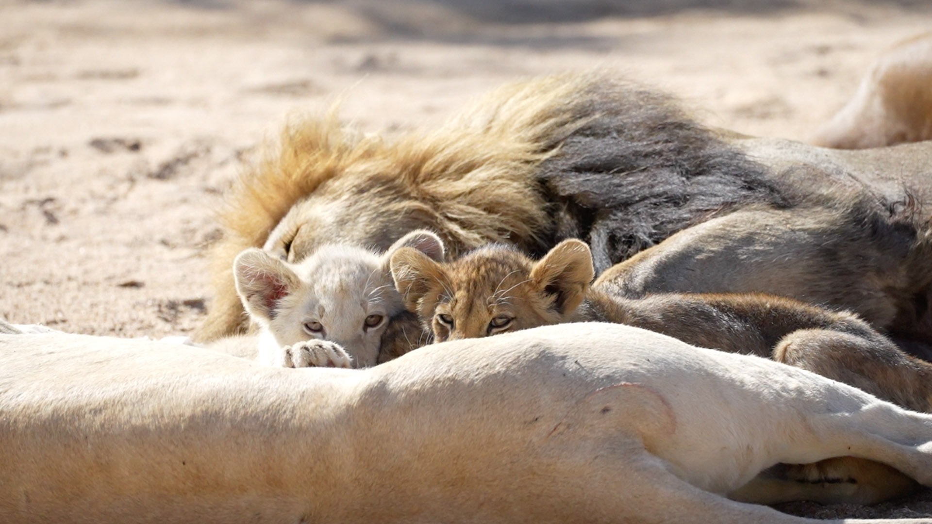 Lion Cubs Sleeping