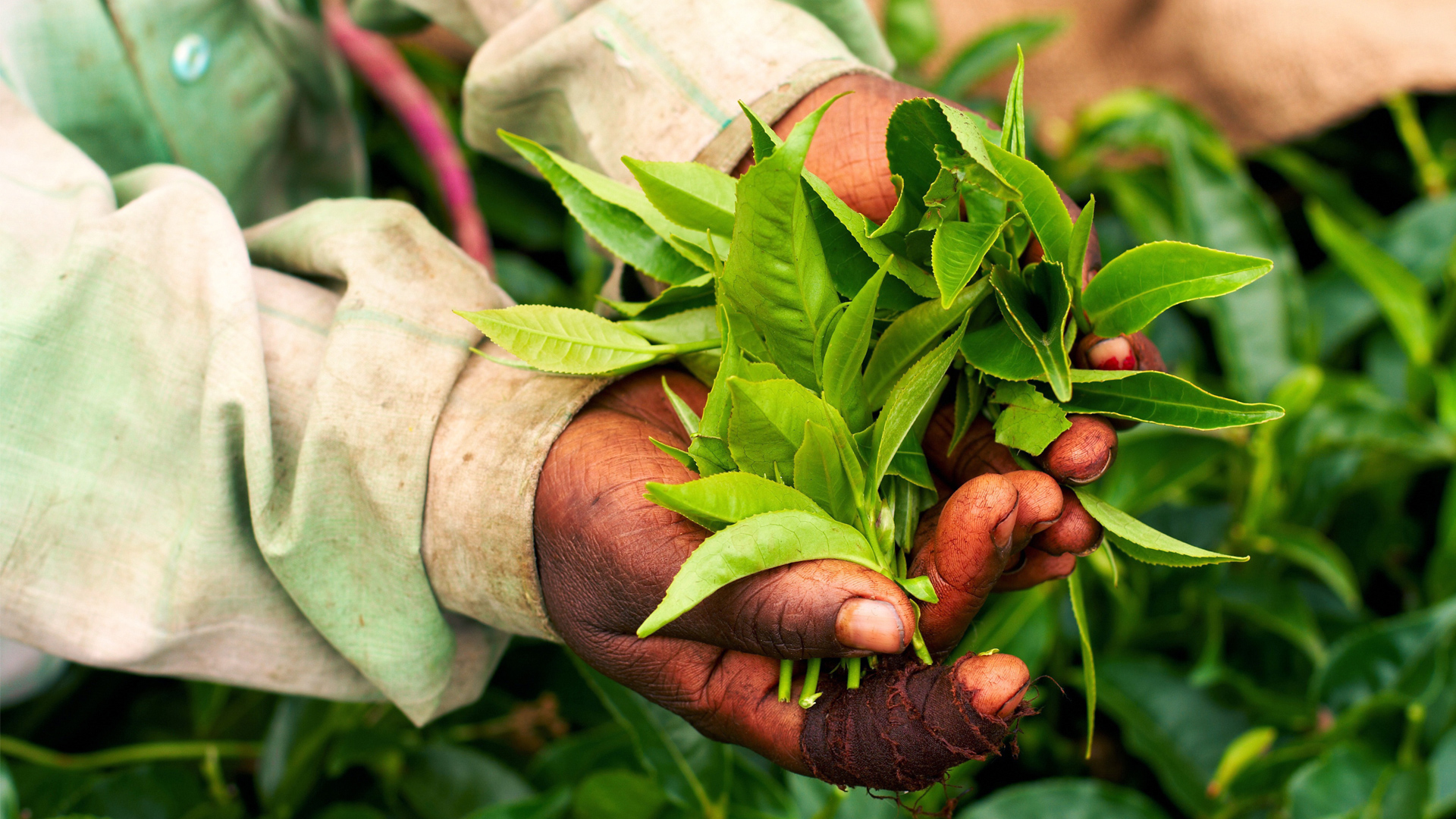 Control of invasive triffid weed | andBeyond | Care of the Land