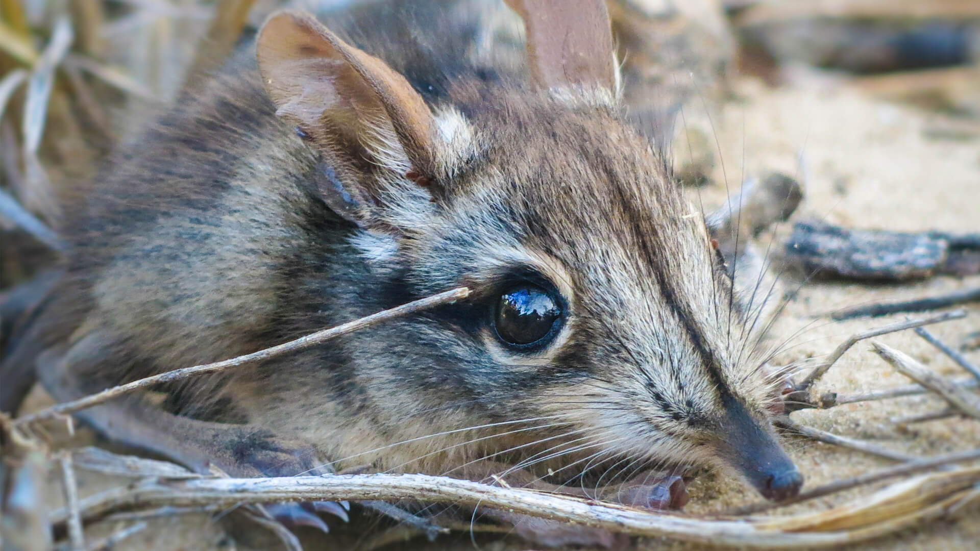 Elephant Shrew Gif Elephant Shrews Hi Res Stock Photography And Images