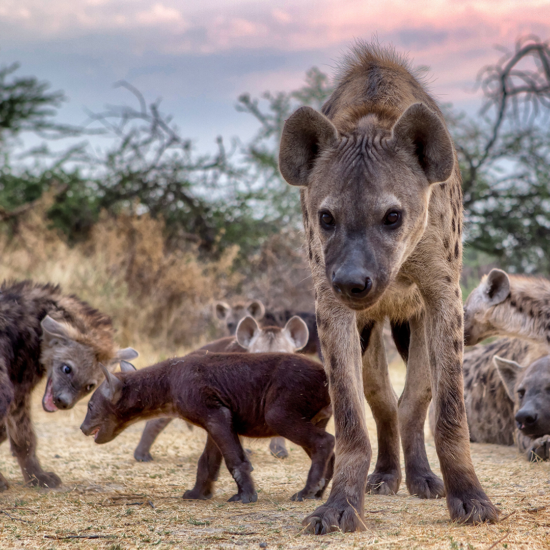 Spotted Hyena Cubs No Denying That Hyena Cubs Are Cute! | DeWetsWild