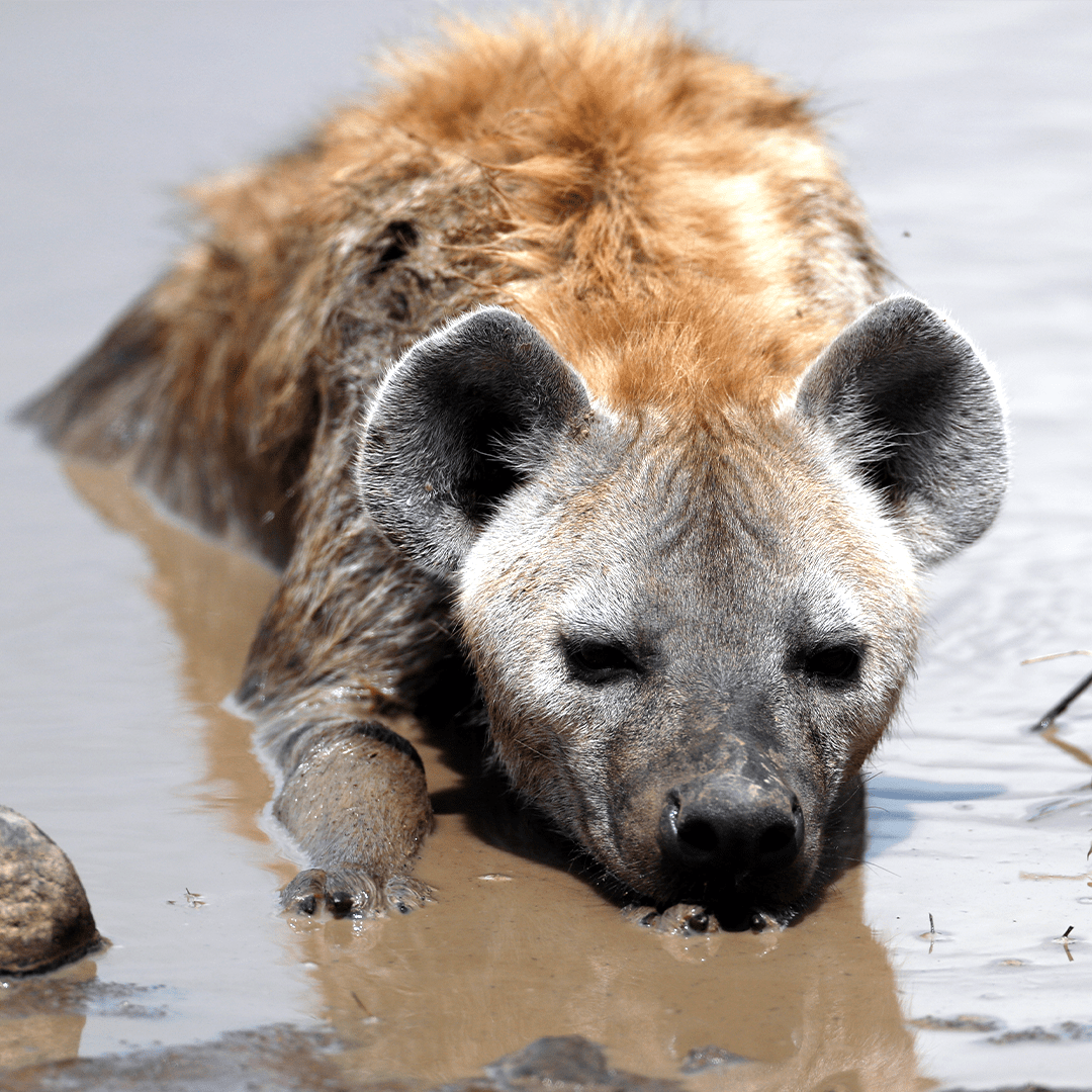 South American Hyena Hyena | African Mammal, Social Behavior