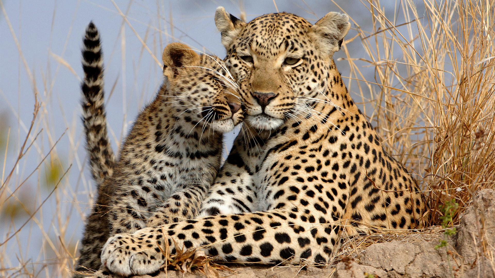 Decade Of Leopard Research Care Of The Wildlife AndBeyond