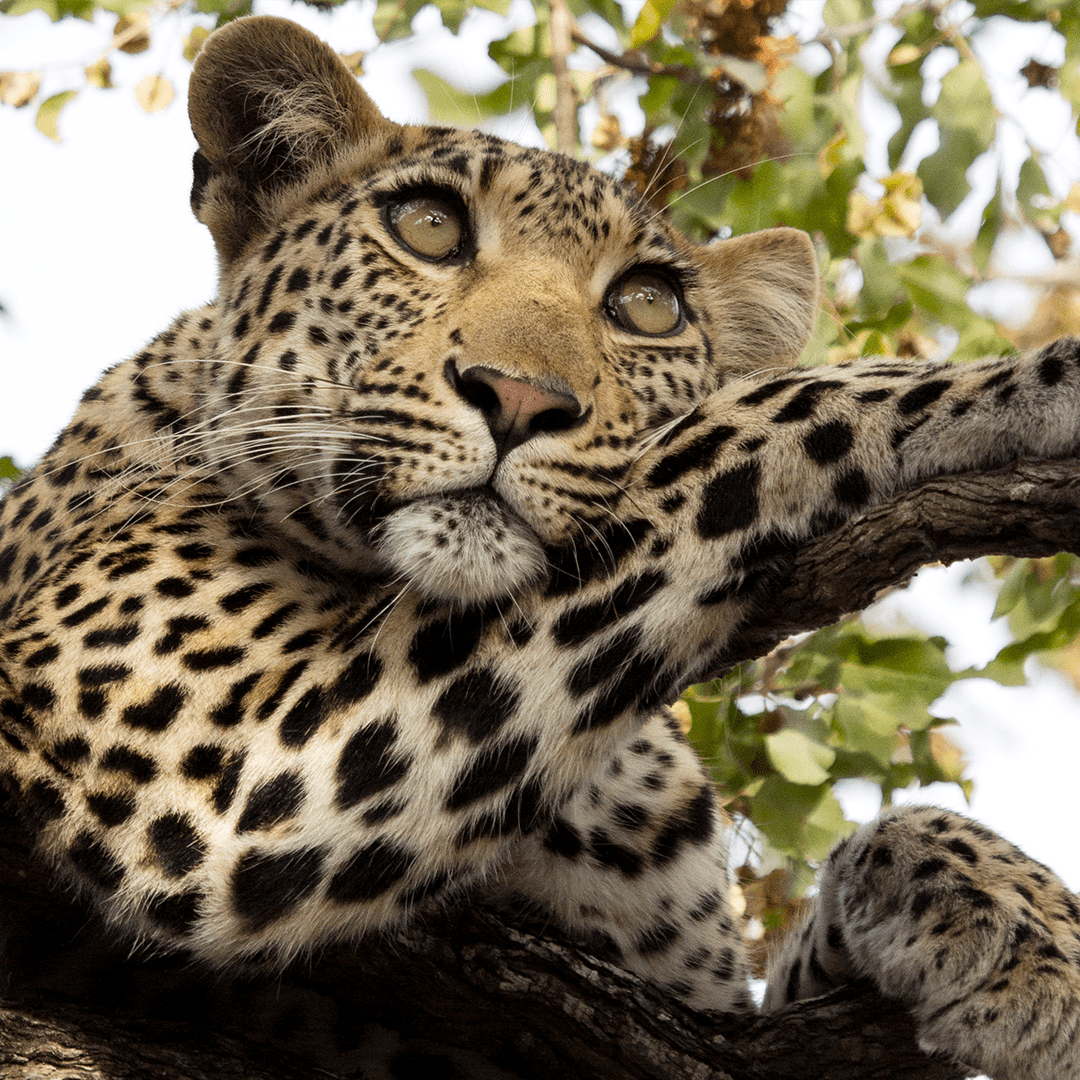 WILDwatch | Luxury African Safaris,South America & South Asia Tours ...