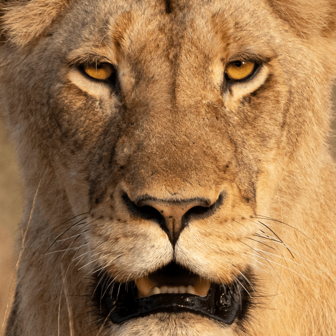 Male Lion Snarl