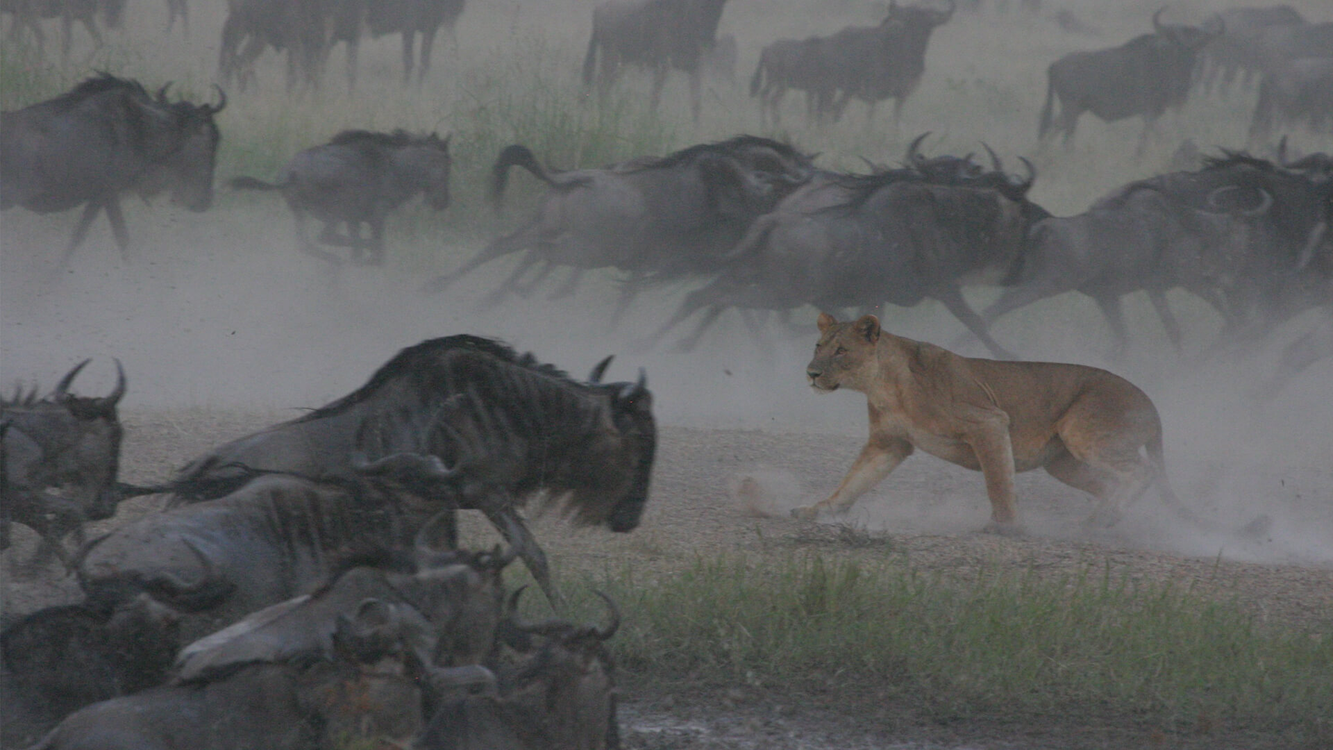 Lions Catch Wildebeest HerdTracker Wildebeest Migration Updates