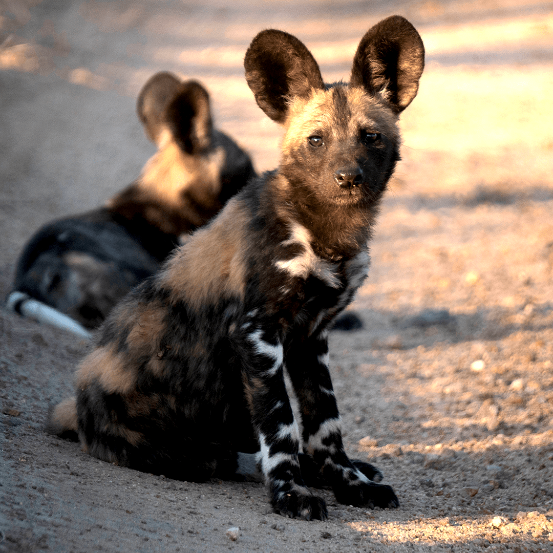 Best wildlife sightings | WILDwatch safaris with &Beyond