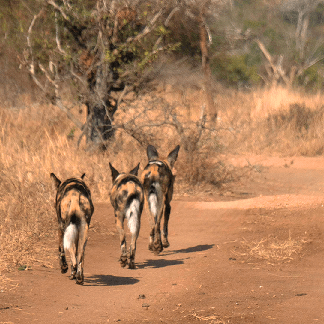 Wild Dog Pack Hunting African Wild Dog Fact Sheet | Blog | Nature