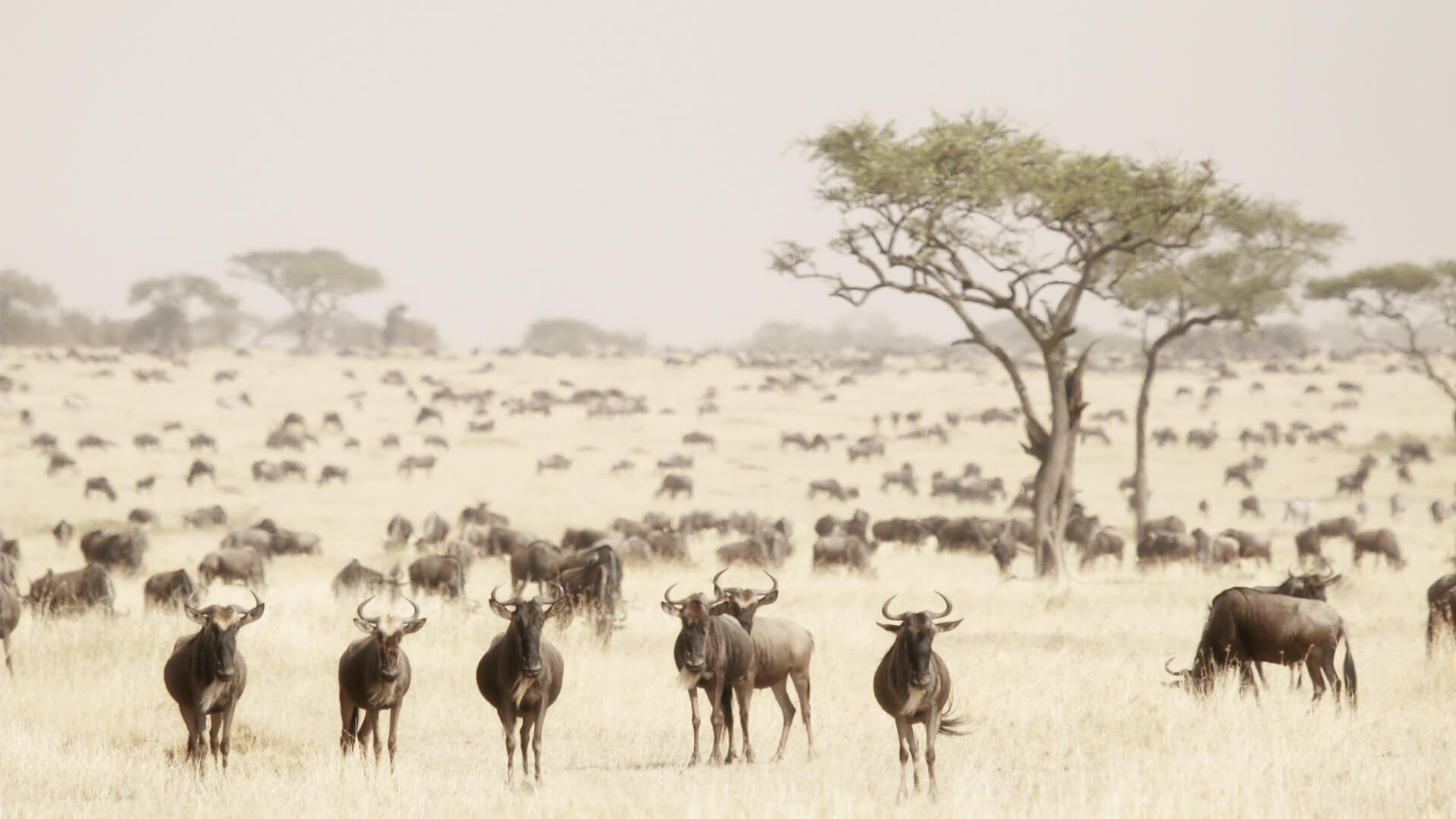 Get a Gnu Lease on Life | Why do wildebeest migrate