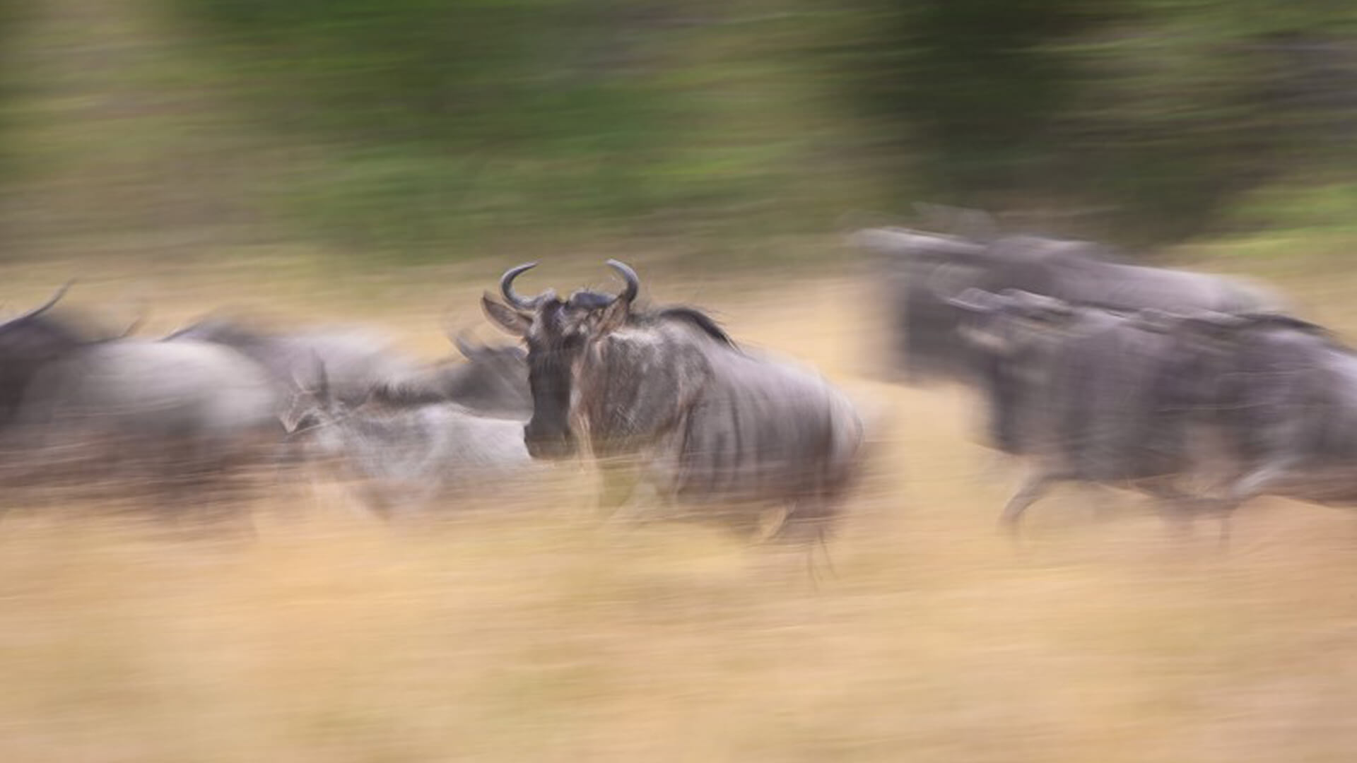 Wildebeest Herd Running