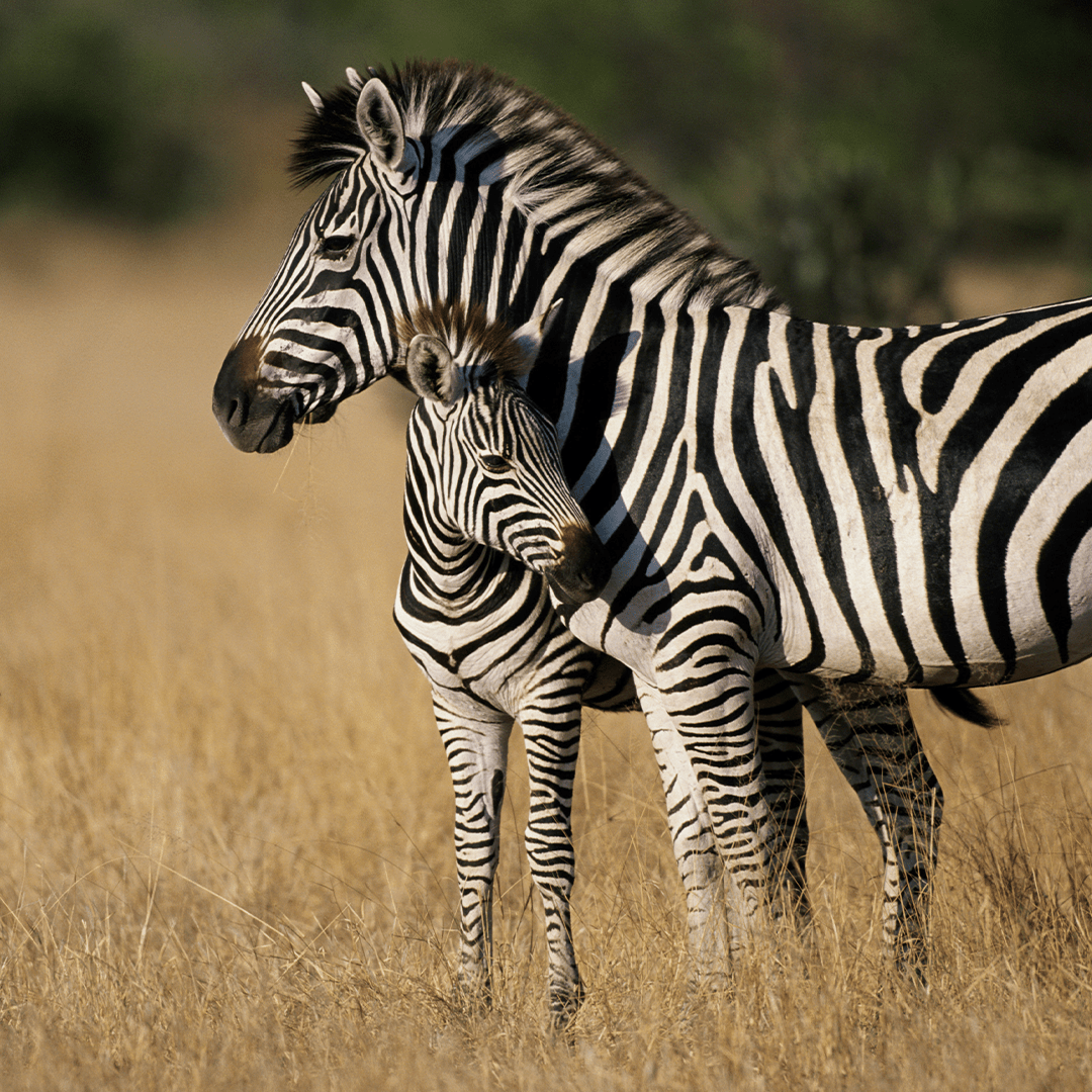 Zebra Adaptations Striped Mammals Zebra Adaptations Pictures | Freepik